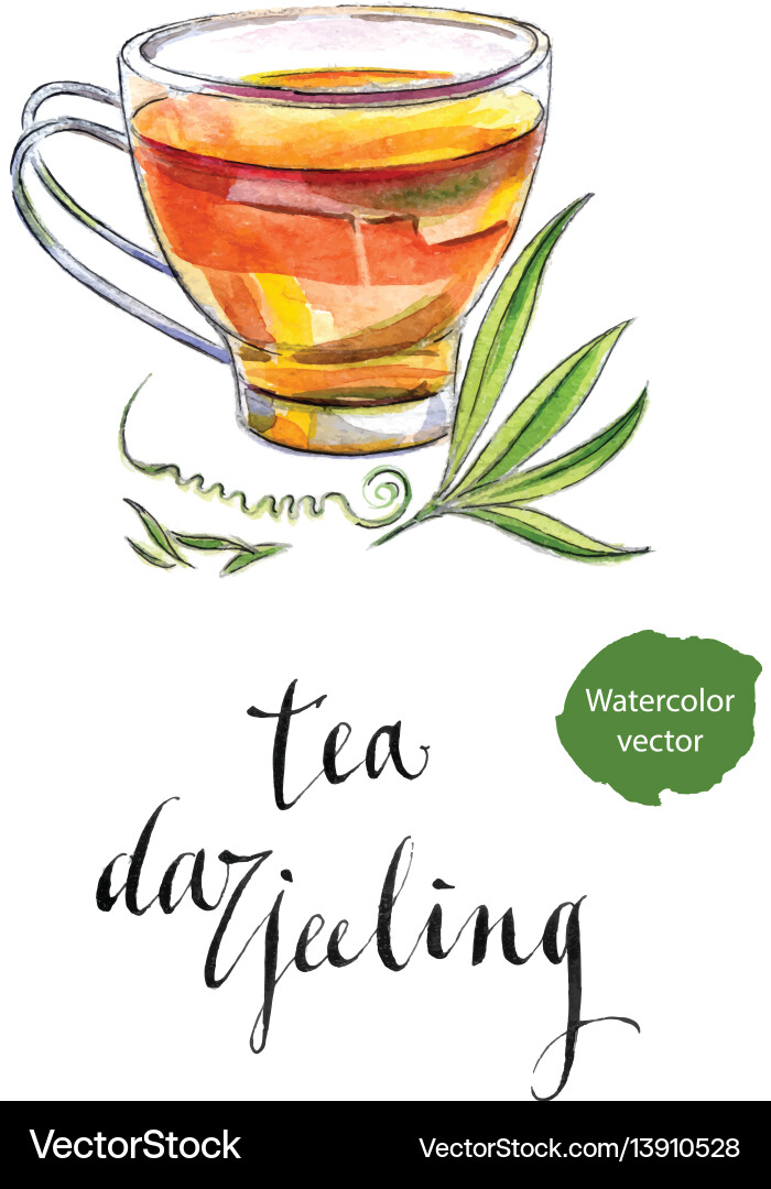 Darjeeling Black Tea Leaves Royalty Free Vector Image