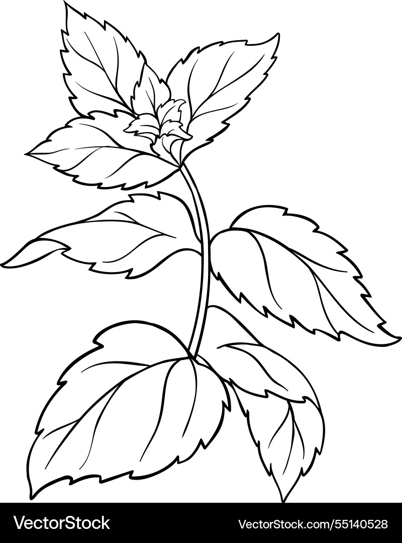 Peppermint branch outline Royalty Free Vector Image