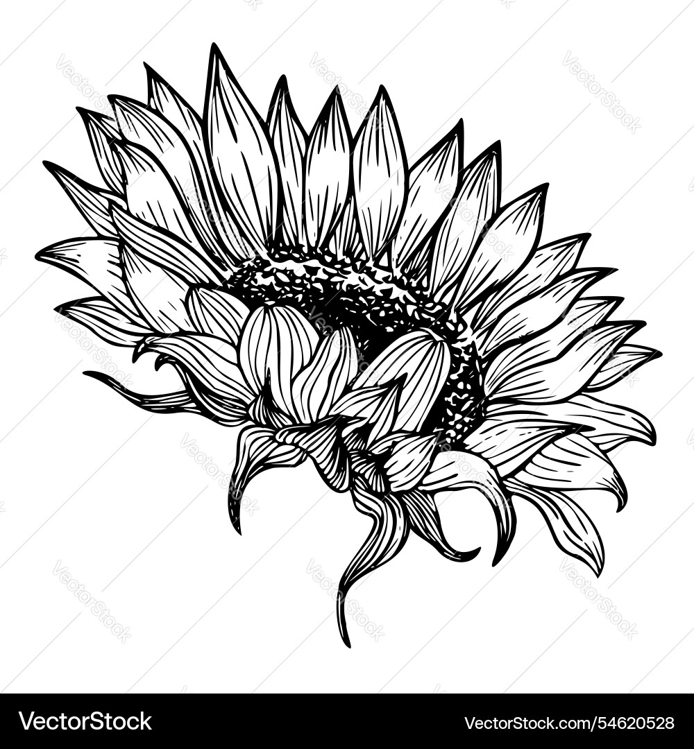 Sunflower Drawing Black and White Vector Images (over 10,000)
