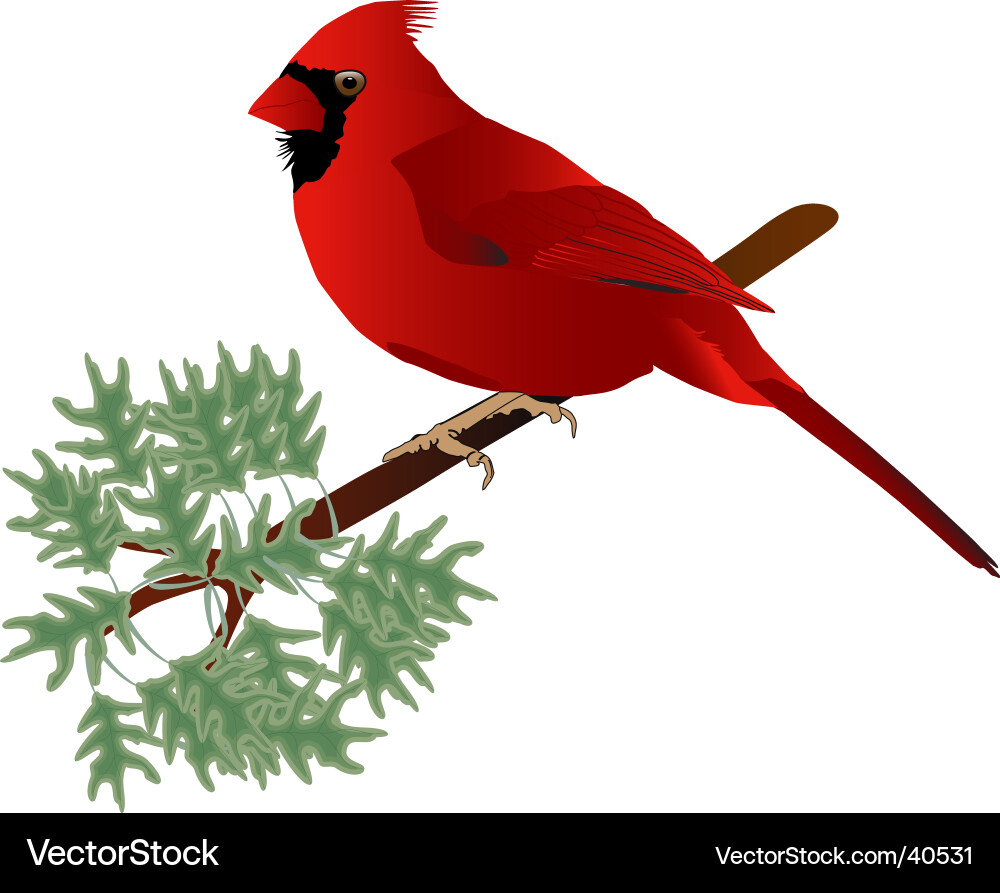 Male Cardinal on Branch Royalty Free Vector Image