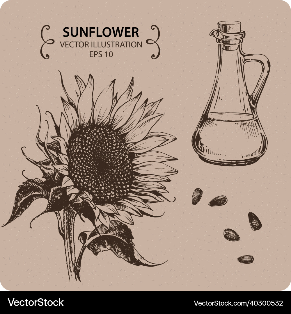 Sunflower and oil Royalty Free Vector Image - VectorStock