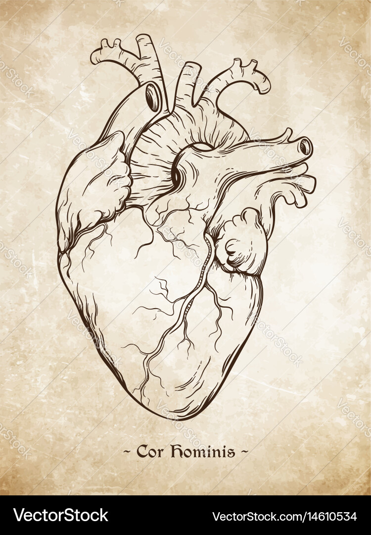 Anatomical Heart Line Art Royalty Free Vector Image
