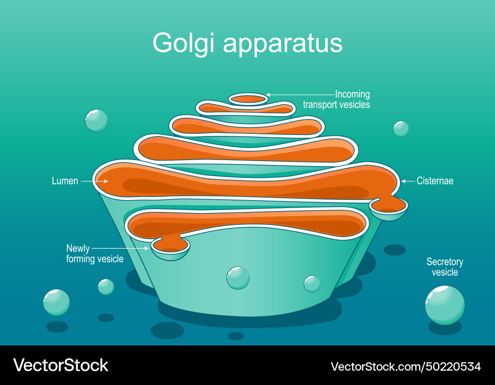 Structure of a golgi complex close-up Royalty Free Vector