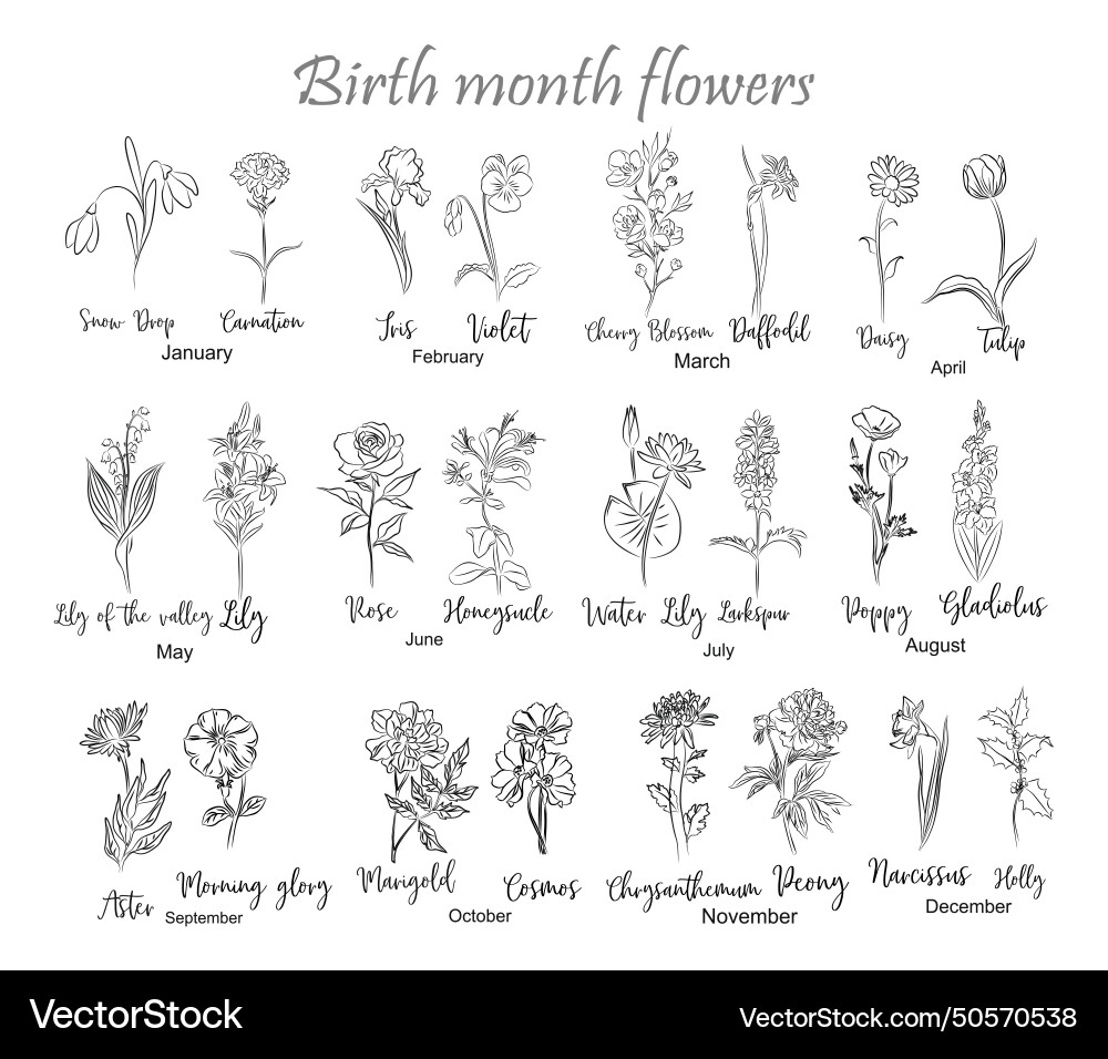 Birth Month Flower Line Art Royalty Free Vector Image