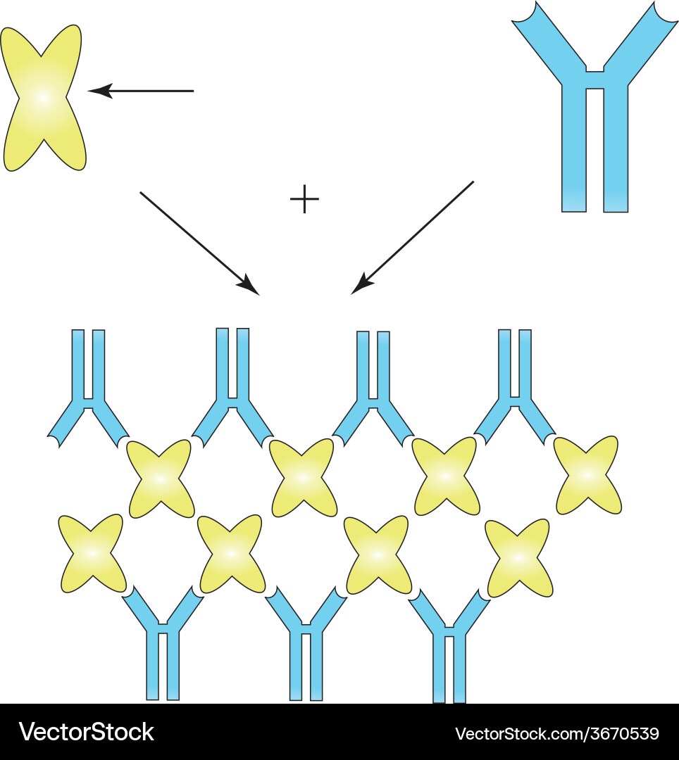 Antibody Royalty Free Vector Image - VectorStock