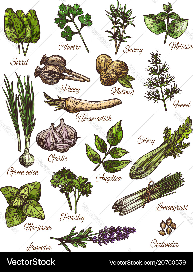 Spice herb and fresh leaf vegetable sketch design Vector Image
