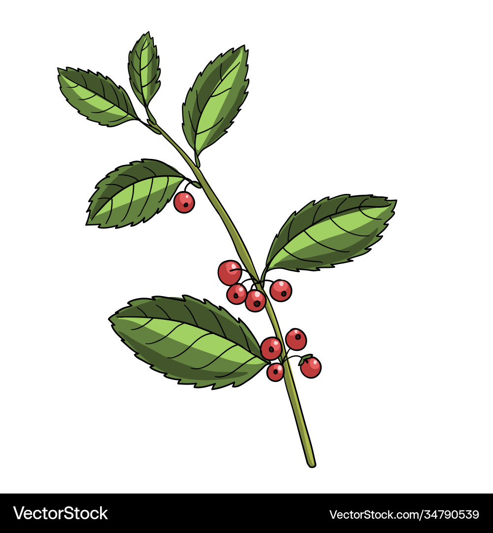 Yerba Mate Plant Drawing Royalty Free Vector Image