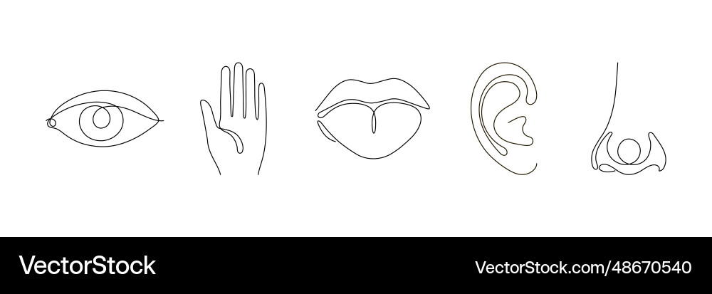 Five organ sense line continuous see touch Vector Image