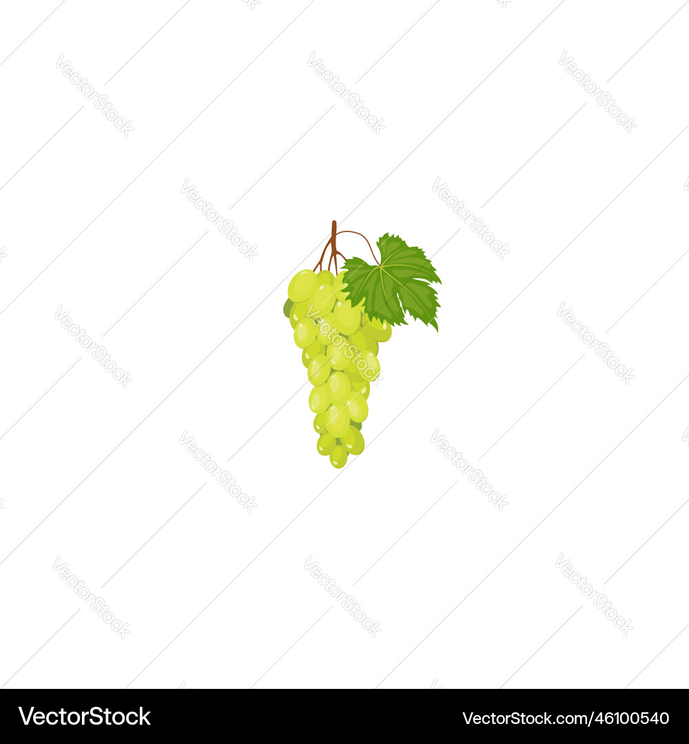 Grape white table Royalty Free Vector Image - VectorStock