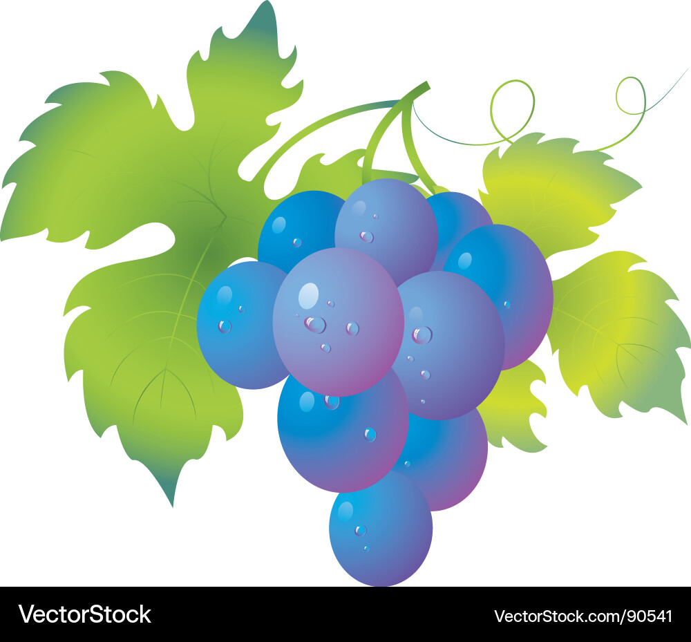 Delicious Grapes Illustration Royalty Free Vector Image