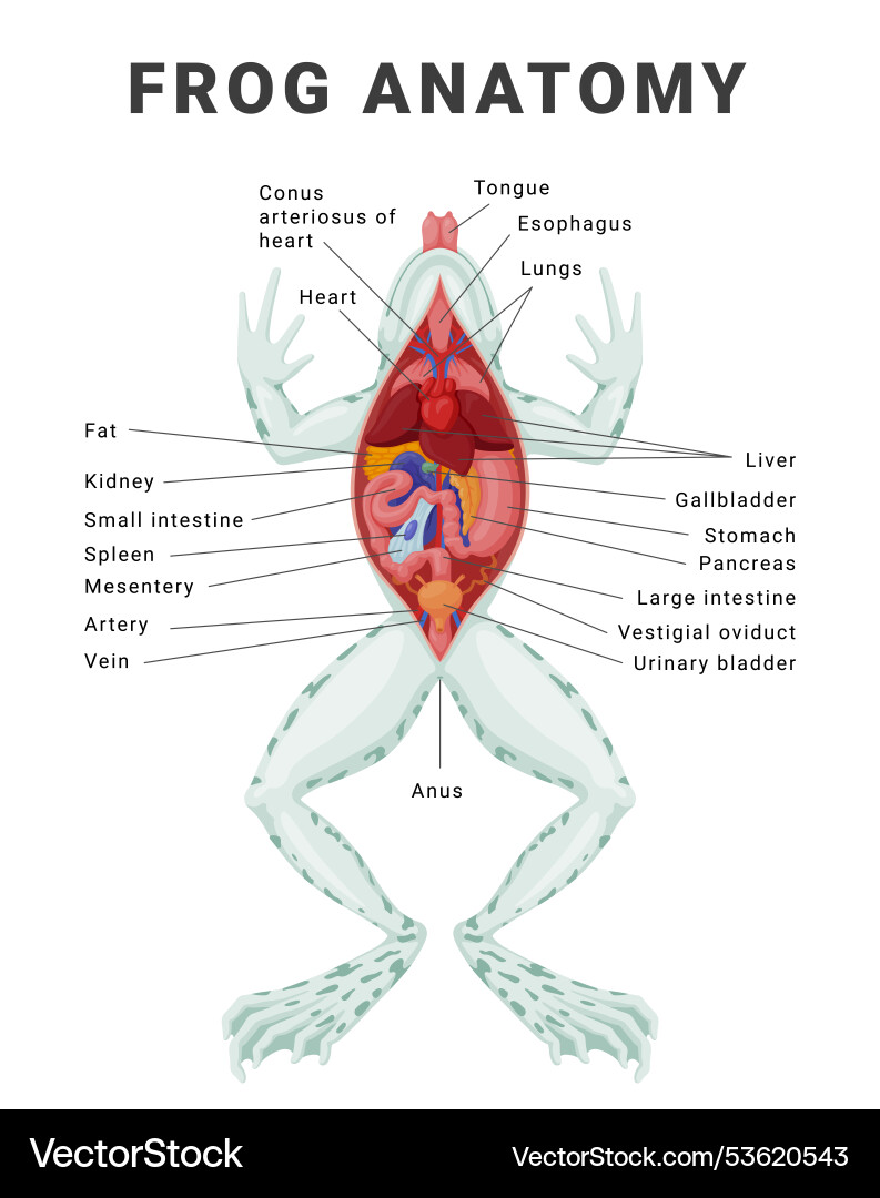 Frog anatomy infographic scheme biological Vector Image