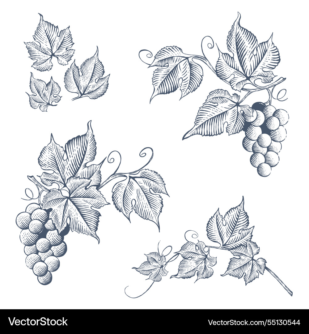 A set of handdrawn grape branches Royalty Free Vector Image