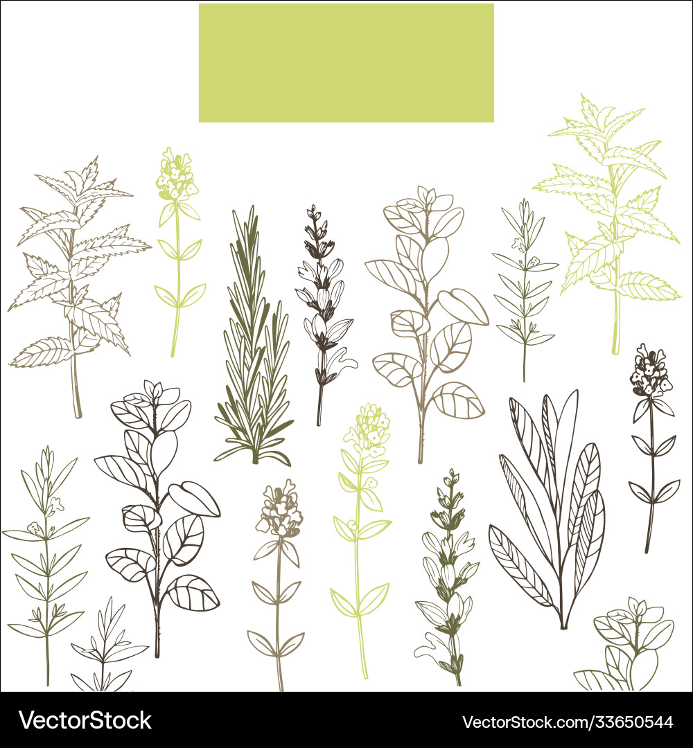 Background with hand drawn herbs sketch Royalty Free Vector