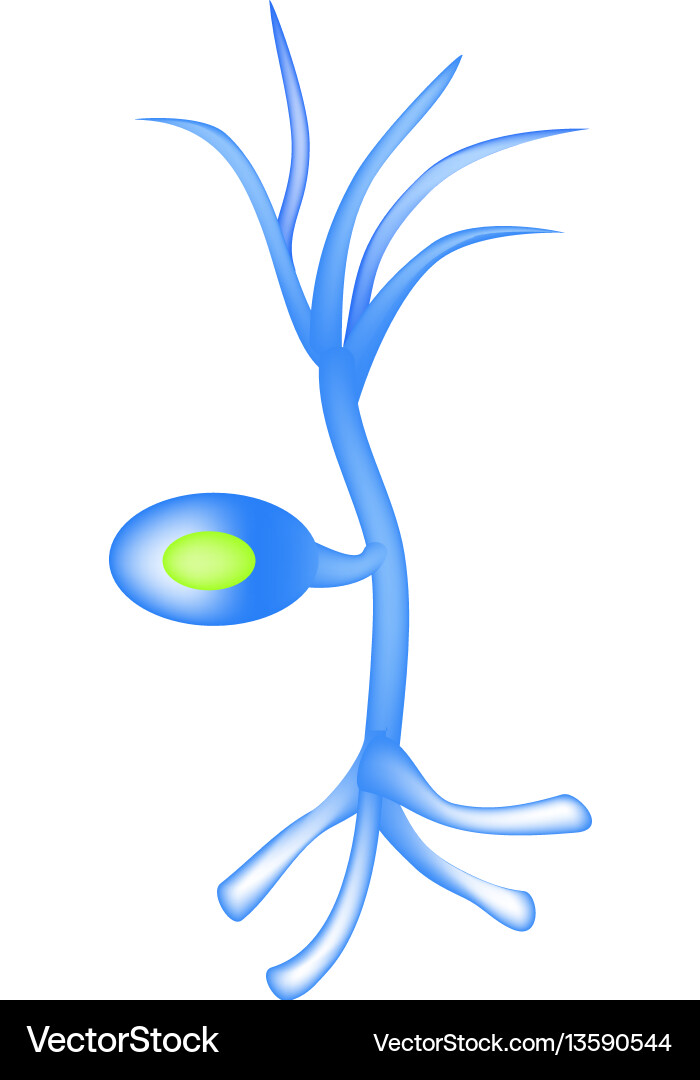 Structure of the sensory neuron infographics Vector Image