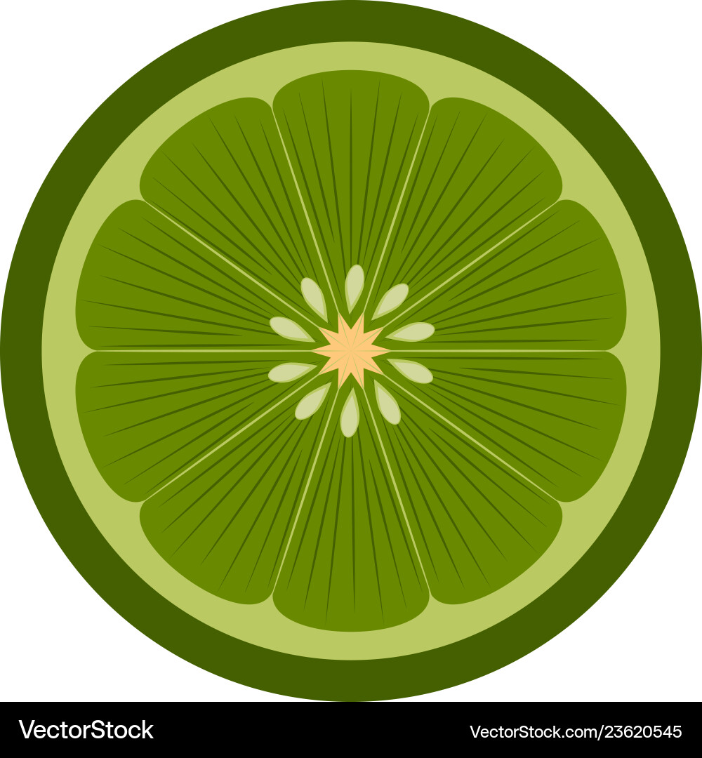 Front view of a cut lime Royalty Free Vector Image