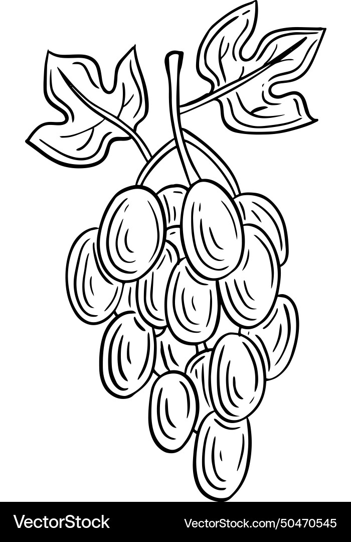Grapes fruit hand drawn engraved sketch drawing Vector Image