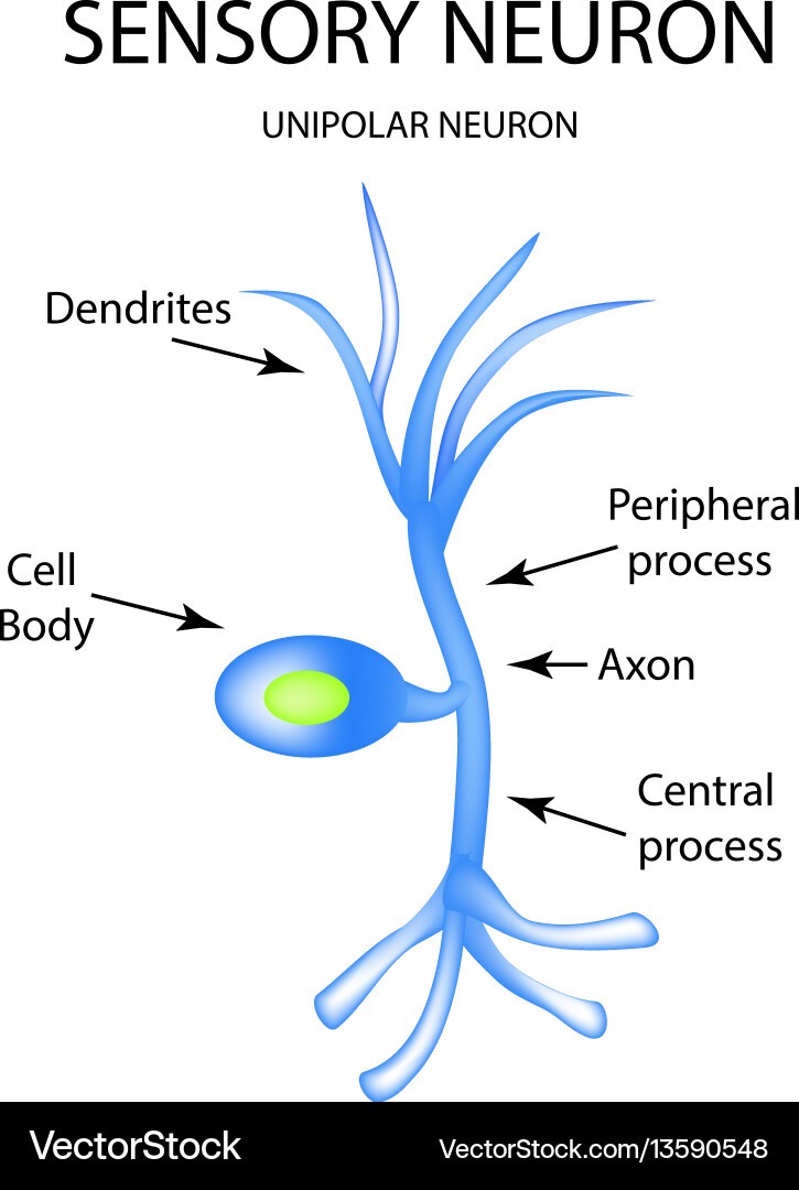 Structure of the sensory neuron infographics Vector Image