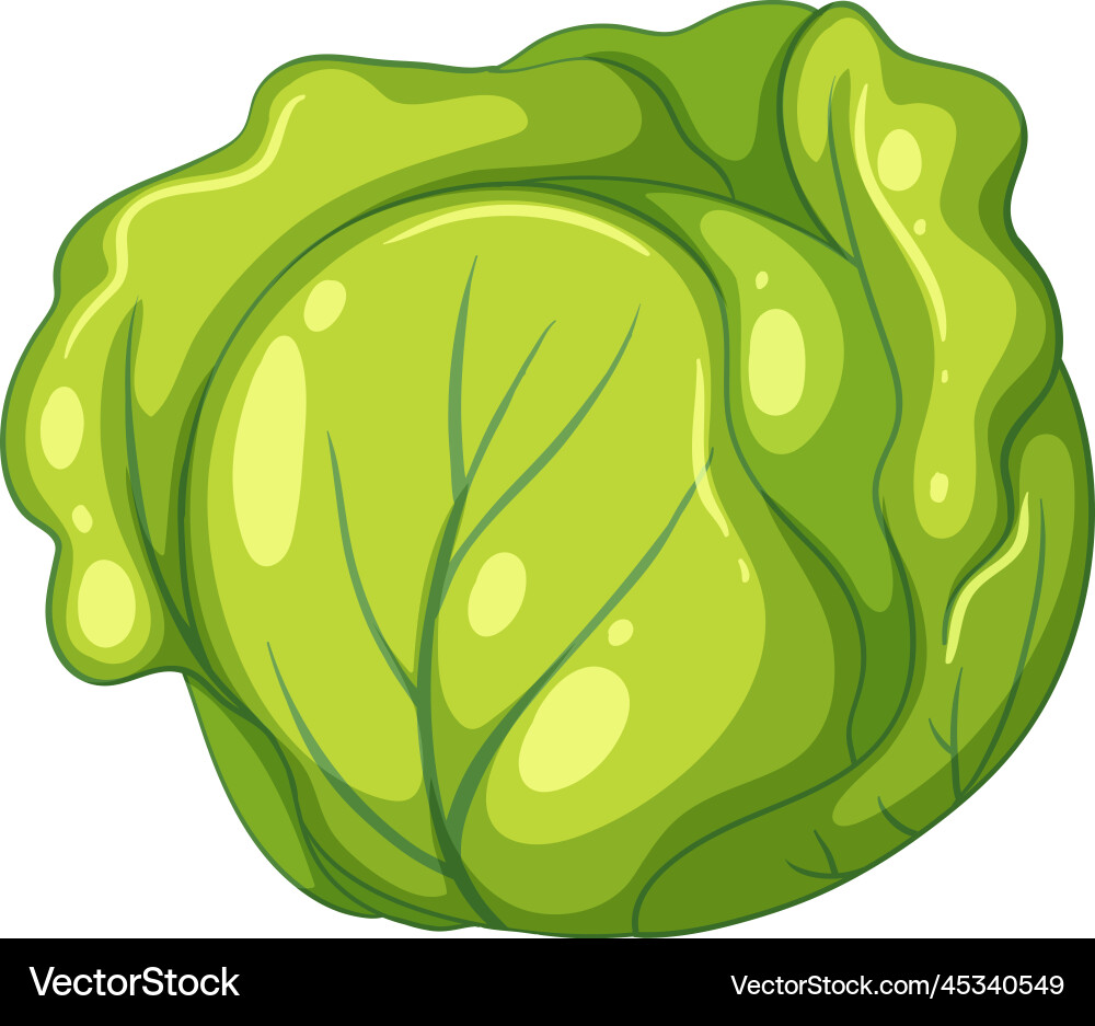 Simple cabbage cartoon isolated Royalty Free Vector Image