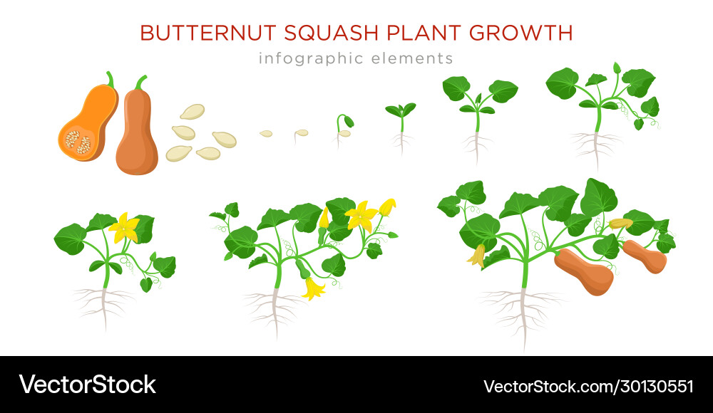 Butternut Squash Pflanzenwachstumsstufen infographic Vector Image