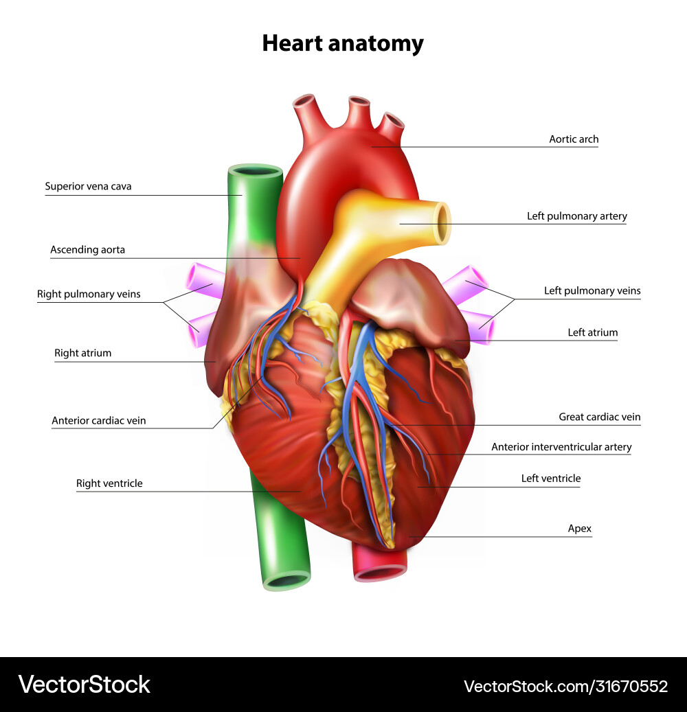 Heart Anatomy Diagram Royalty Free Vector Image