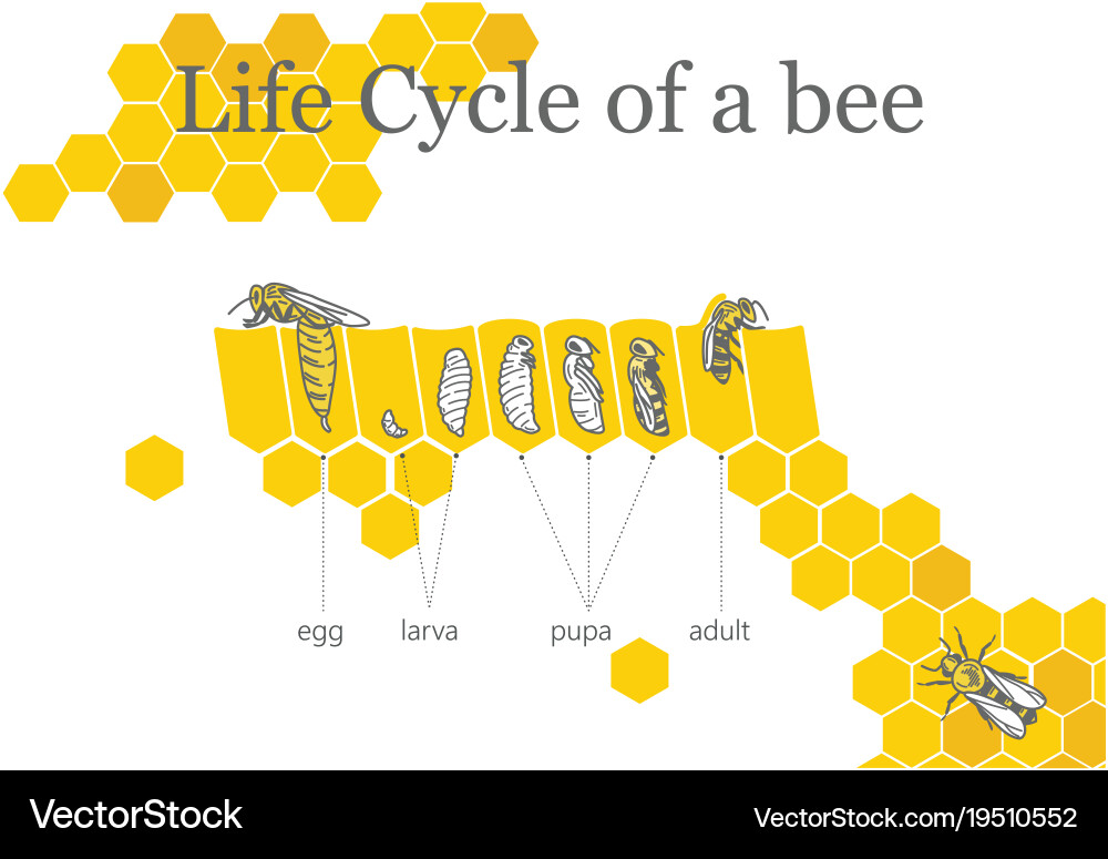 Life cycle of a bee Royalty Free Vector Image - VectorStock