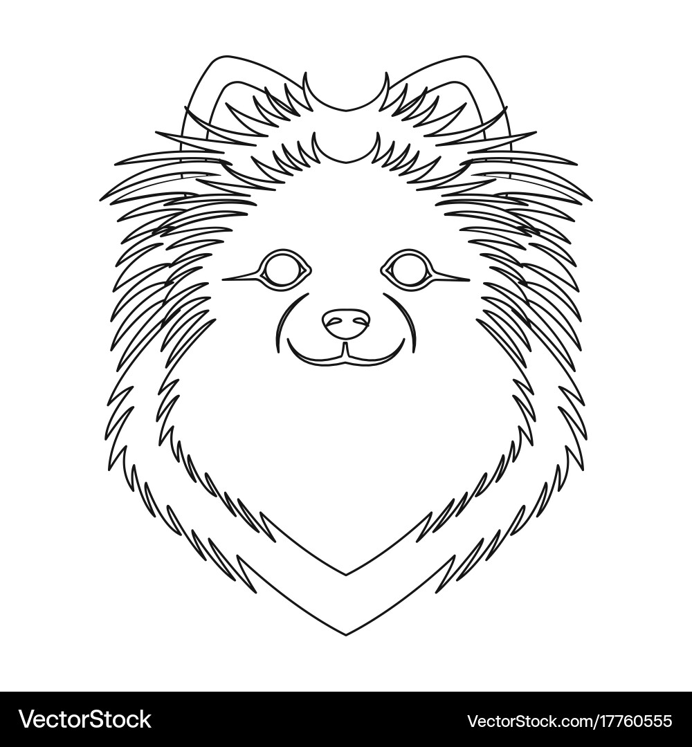 Breed of a dog spitzmuzzle spitz single icon Vector Image