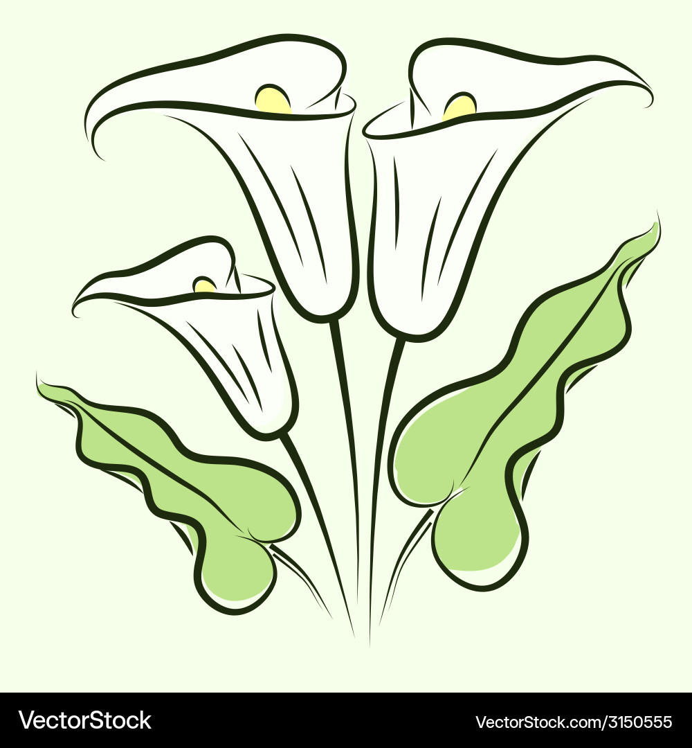 Calla lily color Royalty Free Vector Image - VectorStock