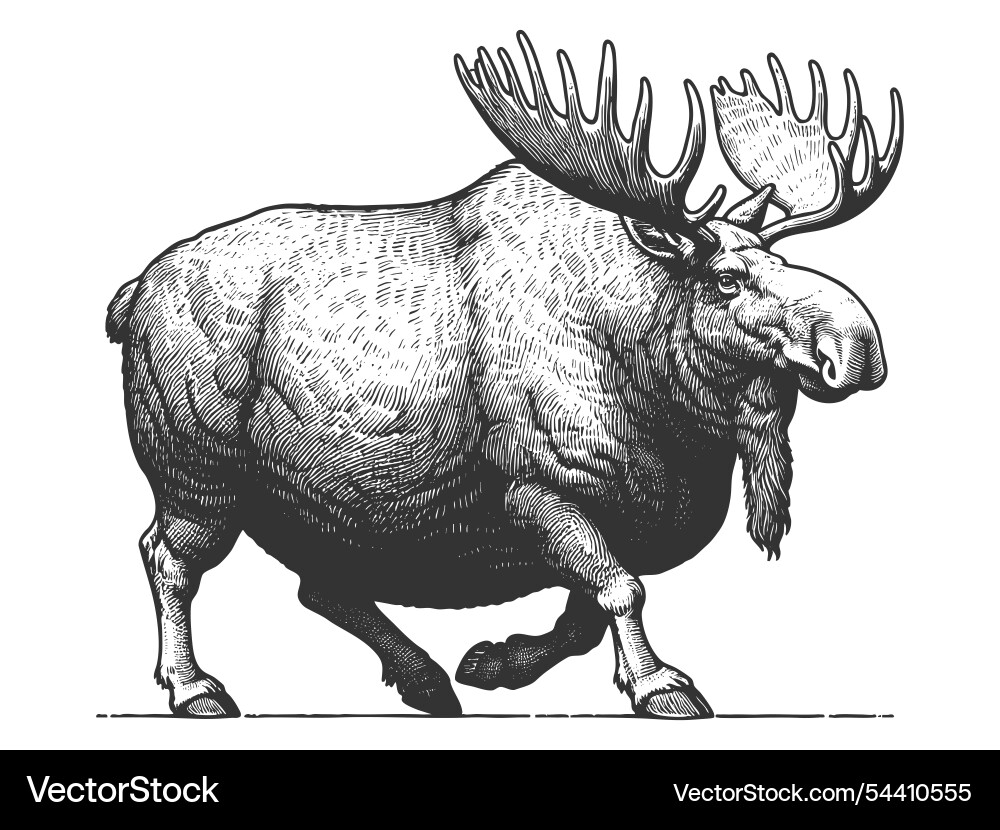 Stout moose engraving sketch Royalty Free Vector Image