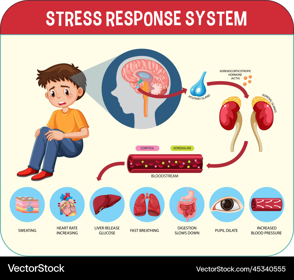 Stress response system scheme Royalty Free Vector Image