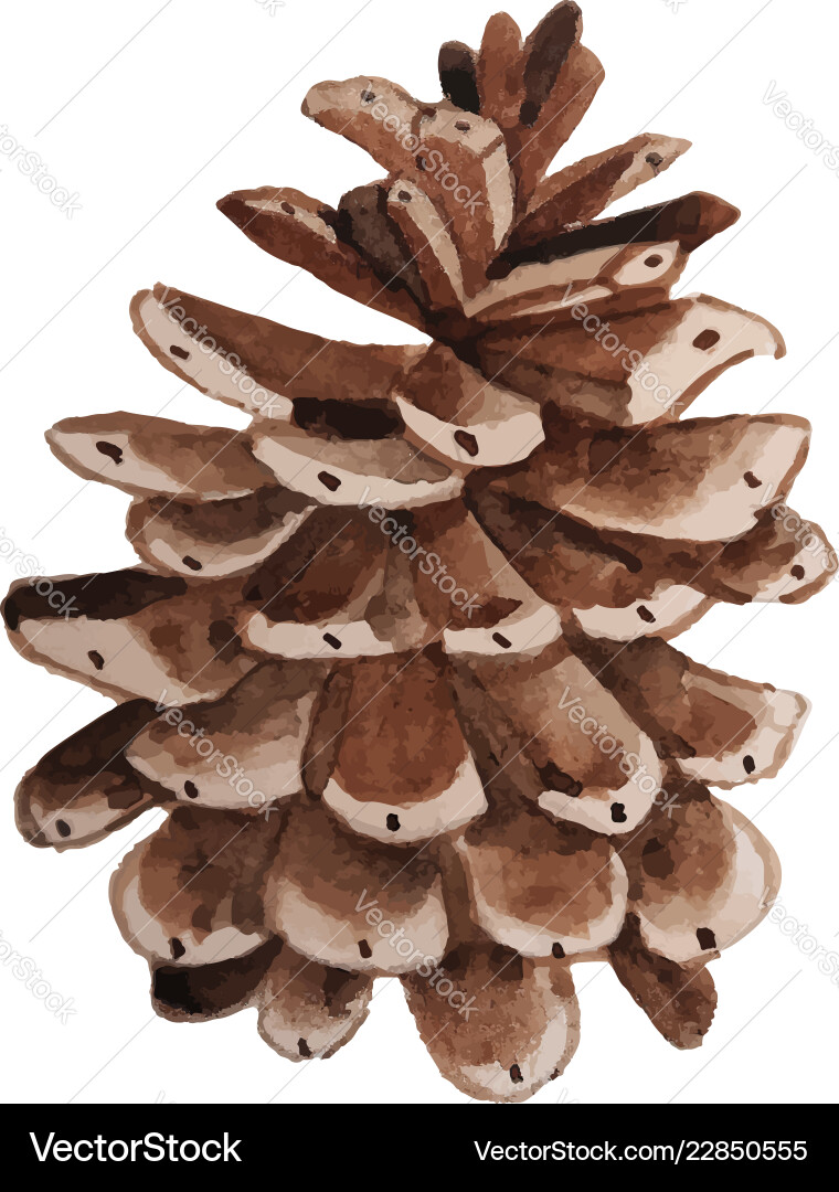 Watercolor Pine Cone - Festive Decoration Vector Image