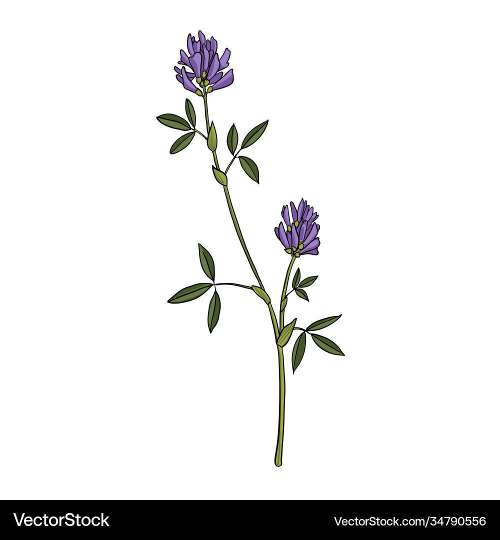 Drawing alfalfa Royalty Free Vector Image - VectorStock