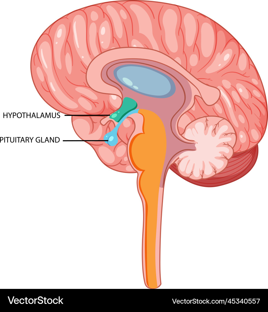 Brain Hypothalamus