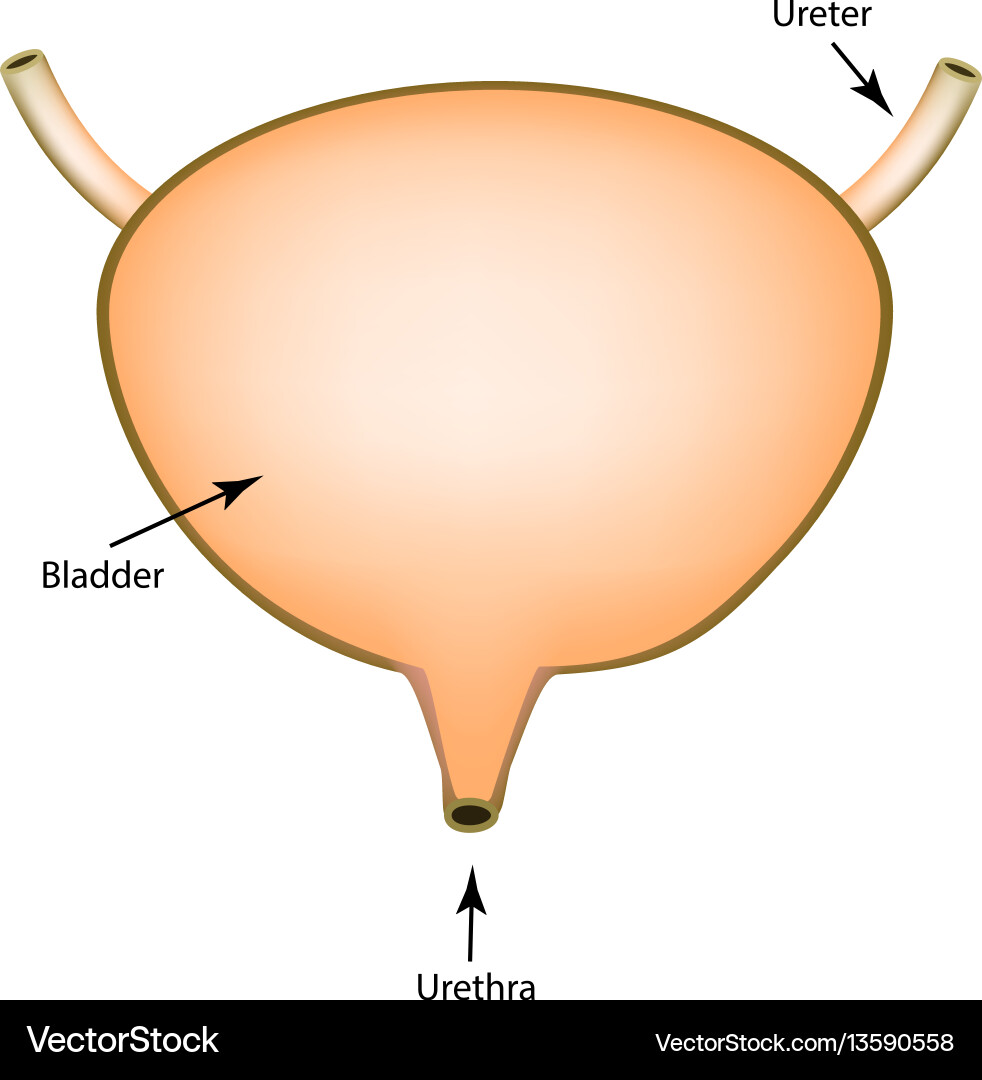 Anatomical structure of the urinary bladder Vector Image