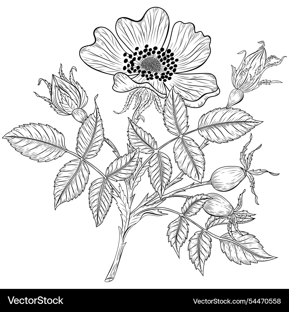 Hand-drawn dog rose flower outline Royalty Free Vector Image