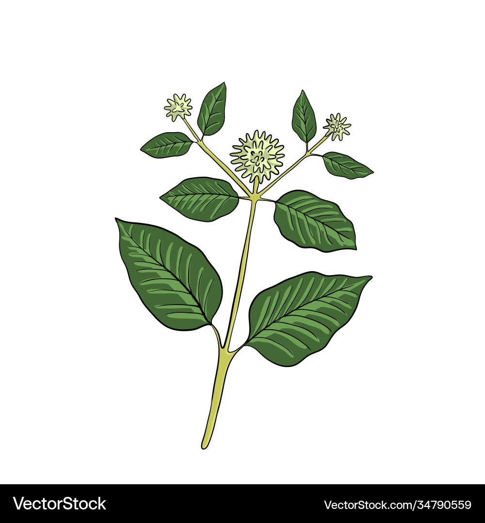 Drawing kratom Royalty Free Vector Image - VectorStock