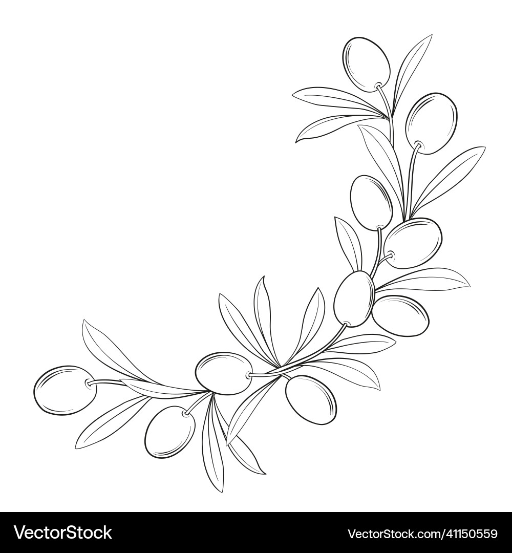Olive Branch Drawing