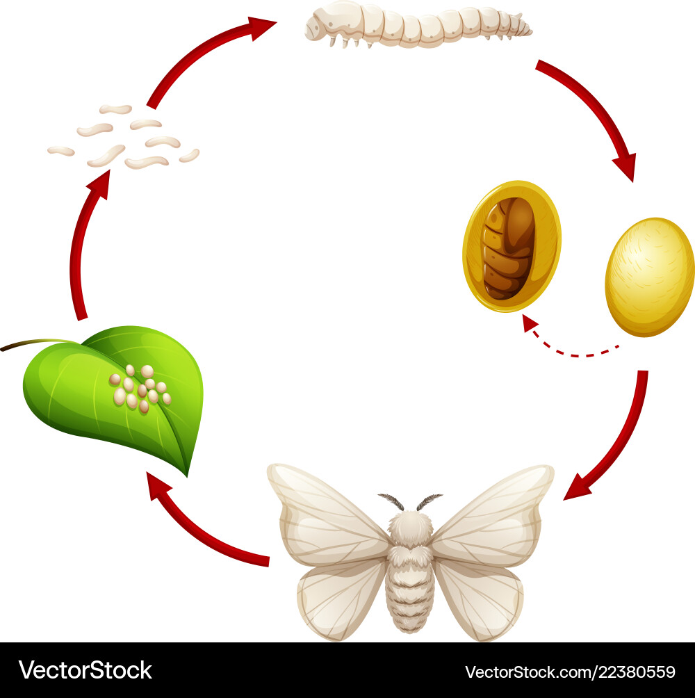 Cocoon Drawing Vector Images (over 850)