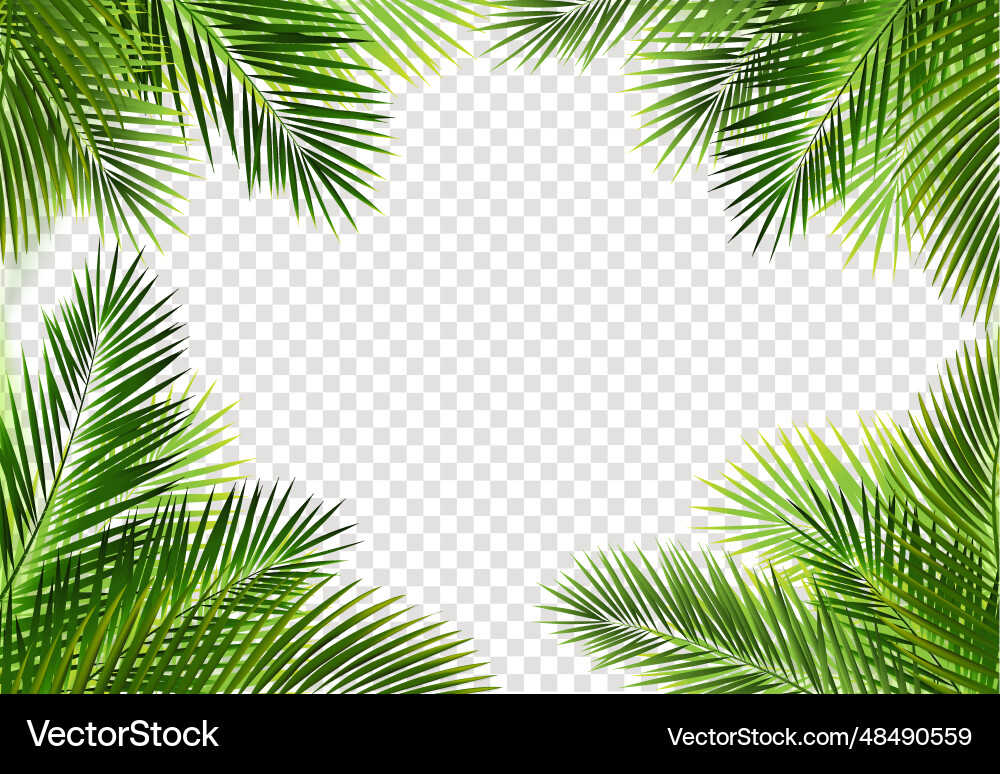 Tropical palm leaves frame isolated transparent Vector Image