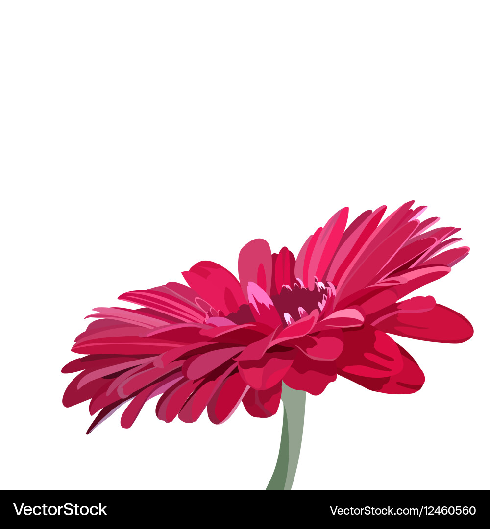 Gerbera pink flower isolated on white Royalty Free Vector