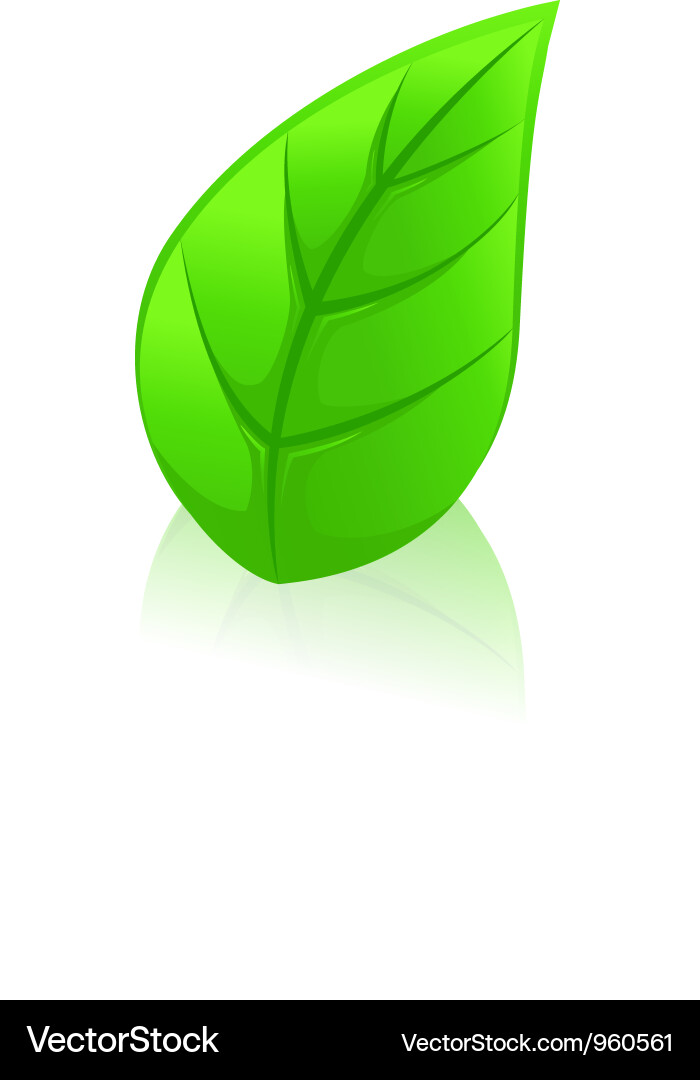 Green leaf Royalty Free Vector Image - VectorStock