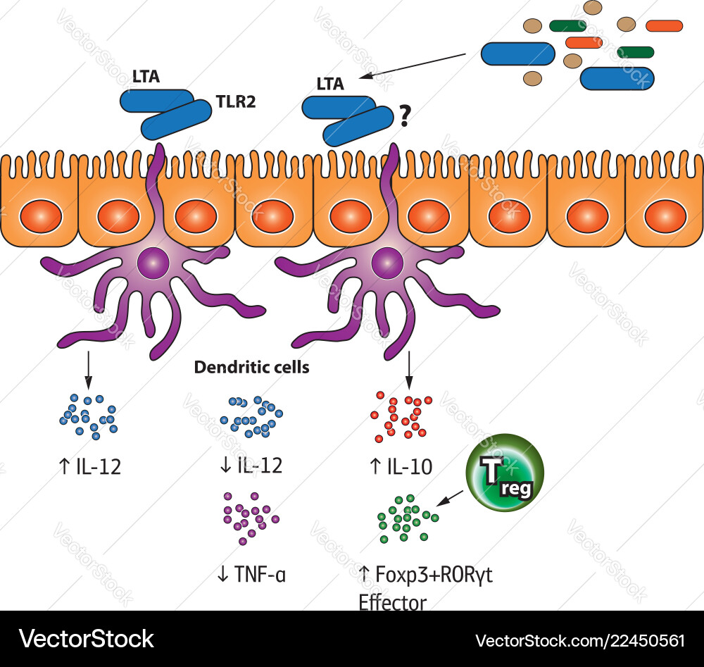 Regulatory T Cell Activation Royalty Free Vector Image