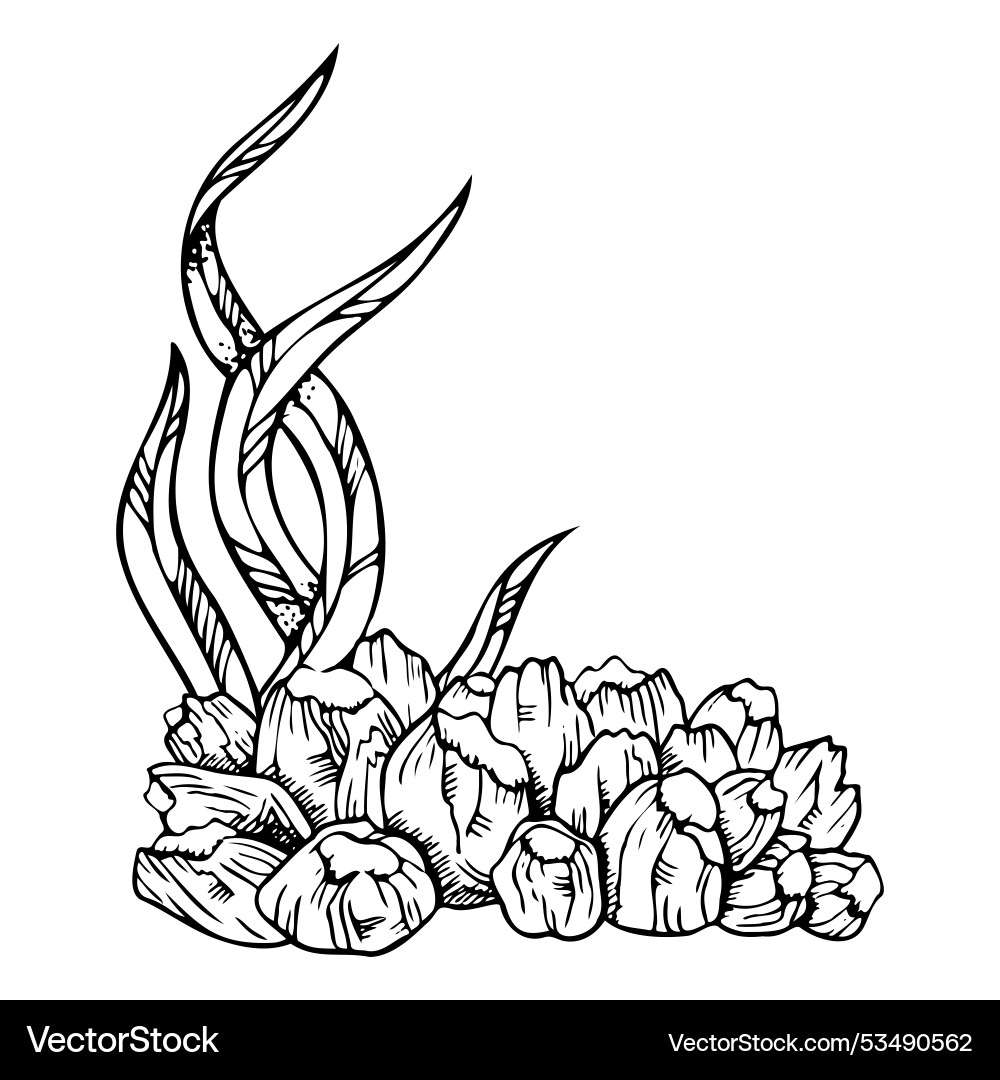 Barnacles shells colony with long seaweed line Vector Image