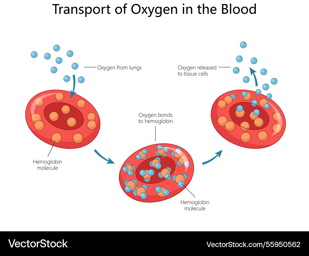 Oxygen transport in blood structure diagram Vector Image