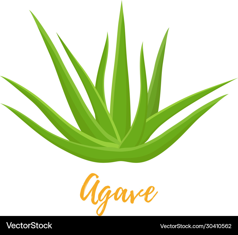 Traditional mexican plant - agave Royalty Free Vector Image