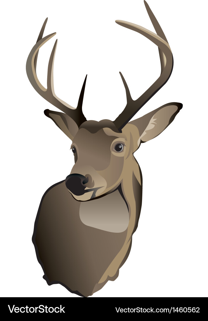 Whitetailed deer buck Royalty Free Vector Image