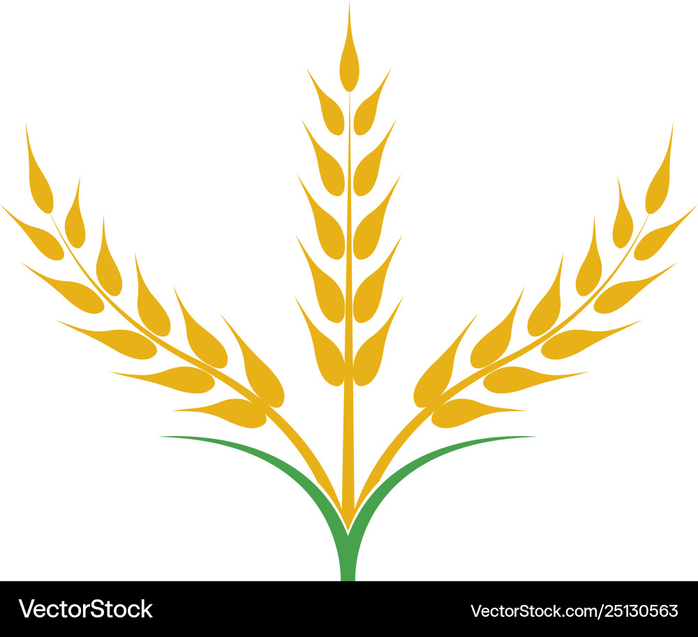 Agriculture wheat Royalty Free Vector Image - VectorStock
