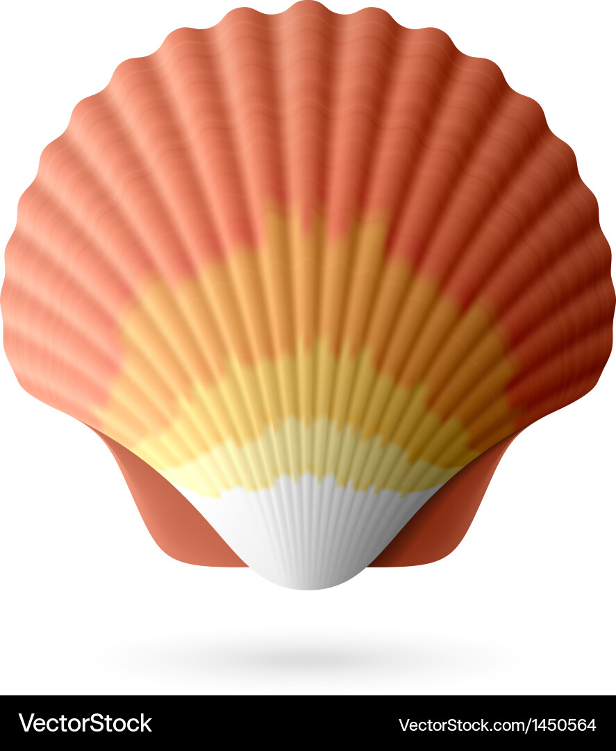 Scallop seashell Royalty Free Vector Image - VectorStock