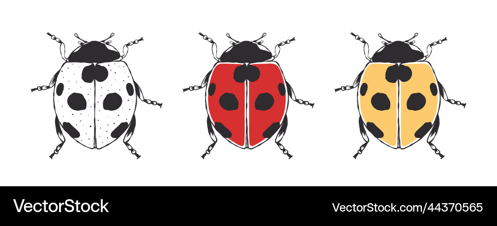 Ladybug cute hand drawn sketched beetle doodle Vector Image