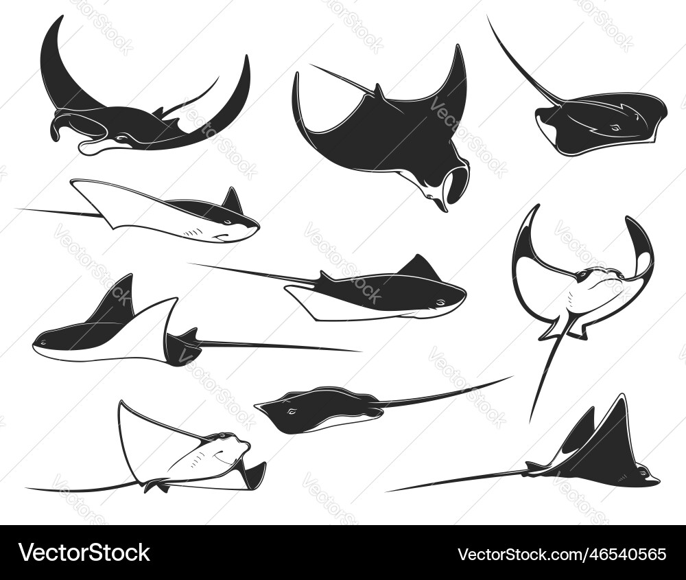 Stingray Vector Images (over 5,900)