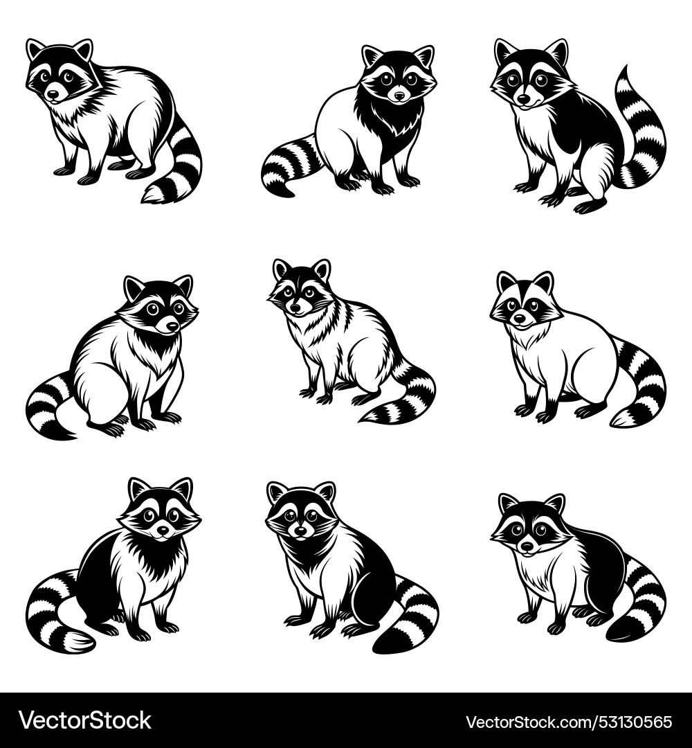 Raccoon alert posture svg Royalty Free Vector Image